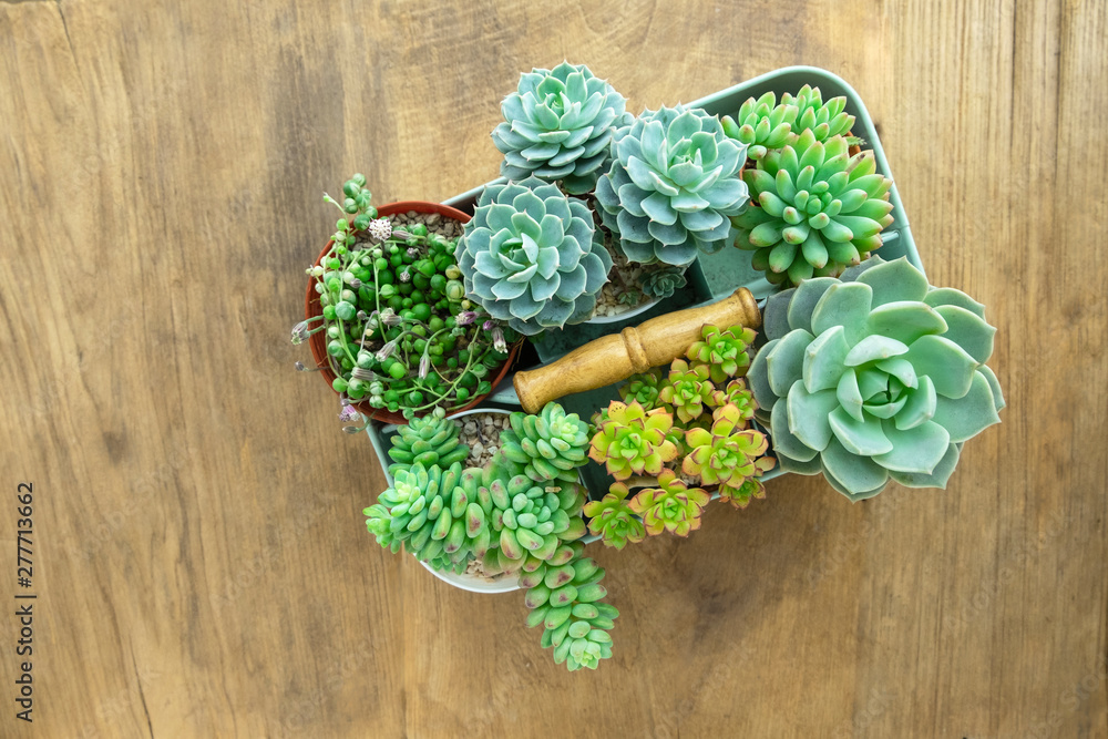 Mix types of Sedum, Echeveria Succulent Plants Indoor Houseplant Pot in ...