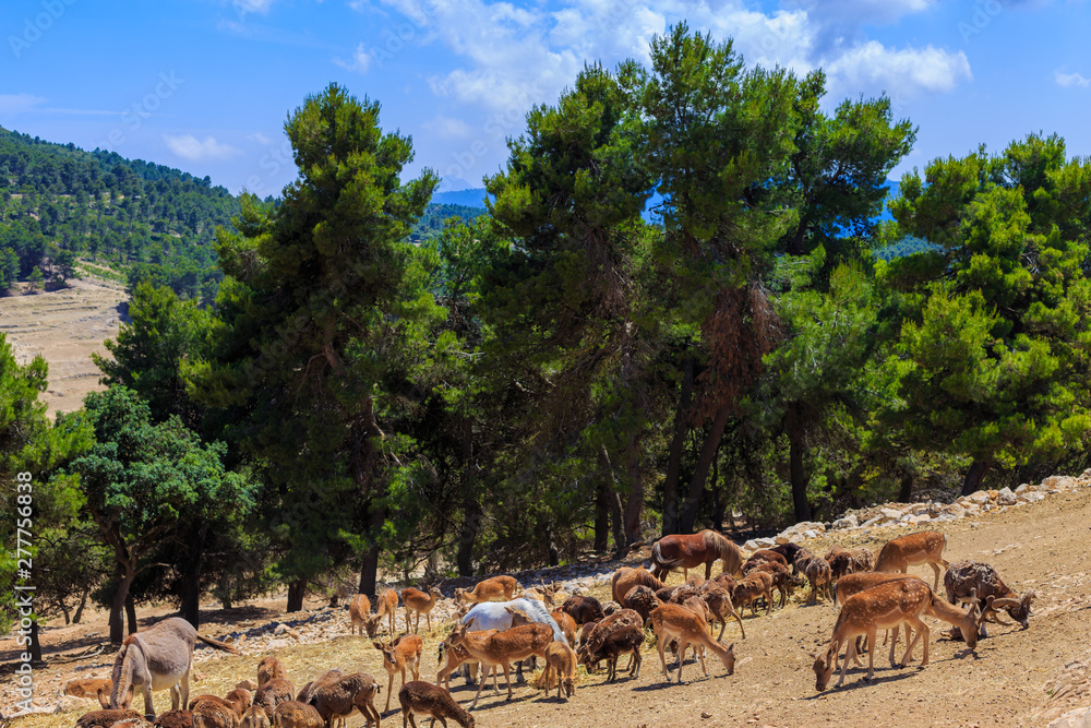 A herd of wild animals - donkeys, goats, ponies, sheep, deer, horses ...