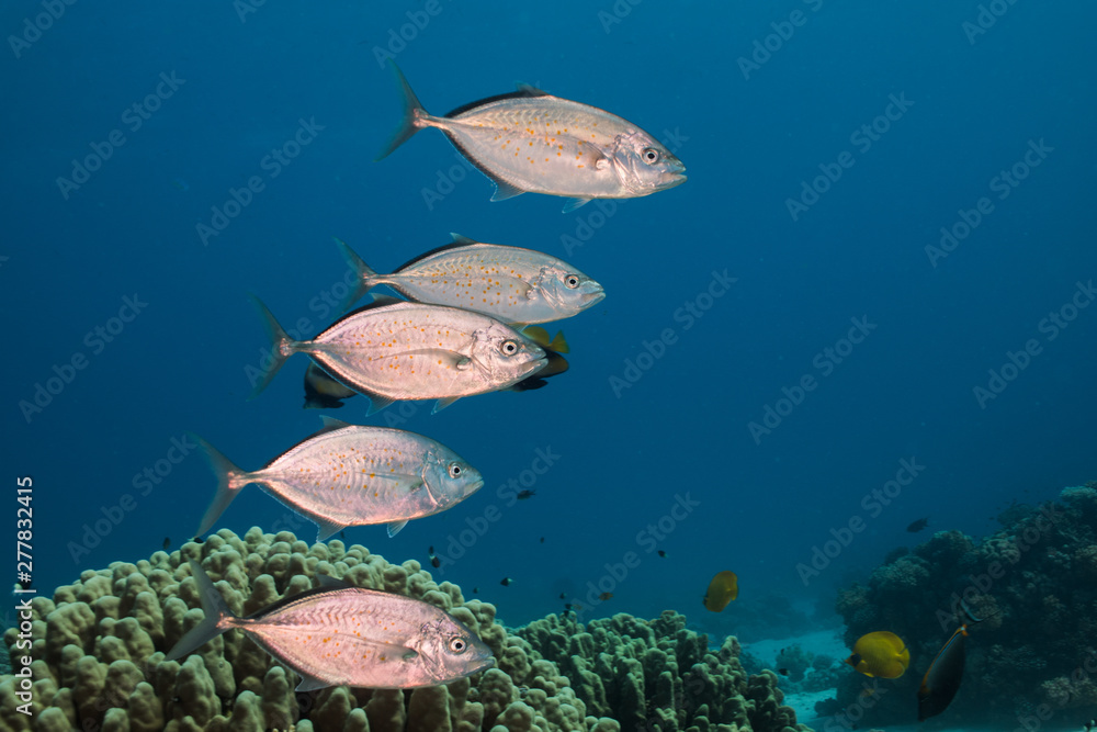 Orangespotted Trevally (Carangoides bajad) fish swimming over the reef ...