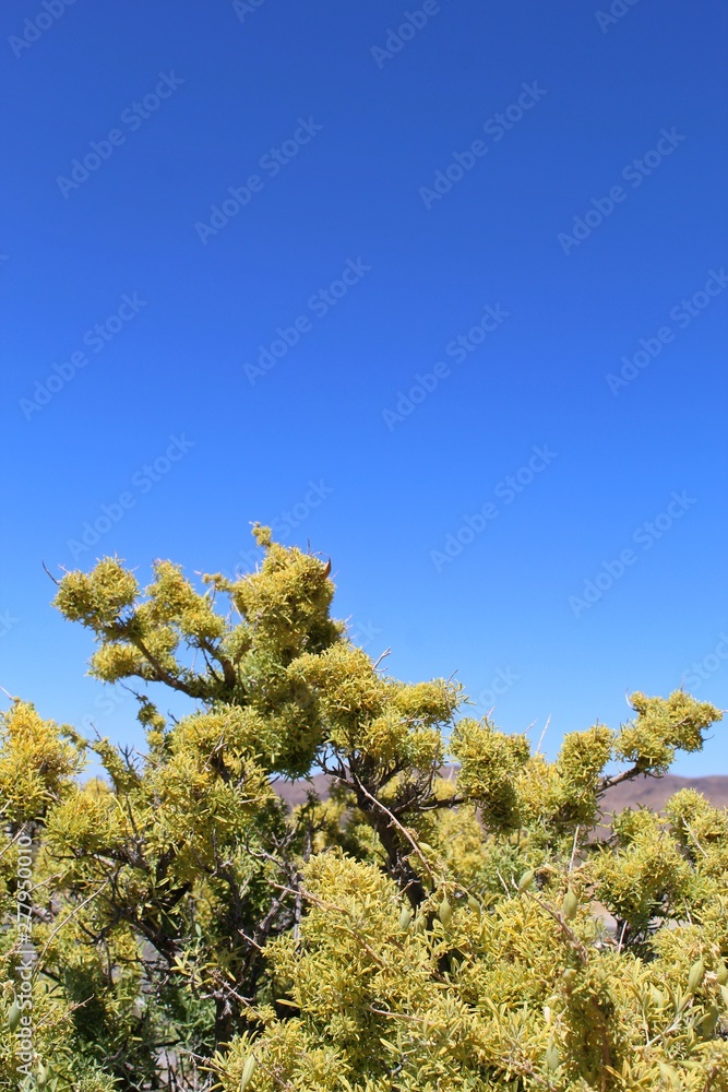 PONDERING OF PERITOMA, botanically Peritoma Arborea, commonly ...
