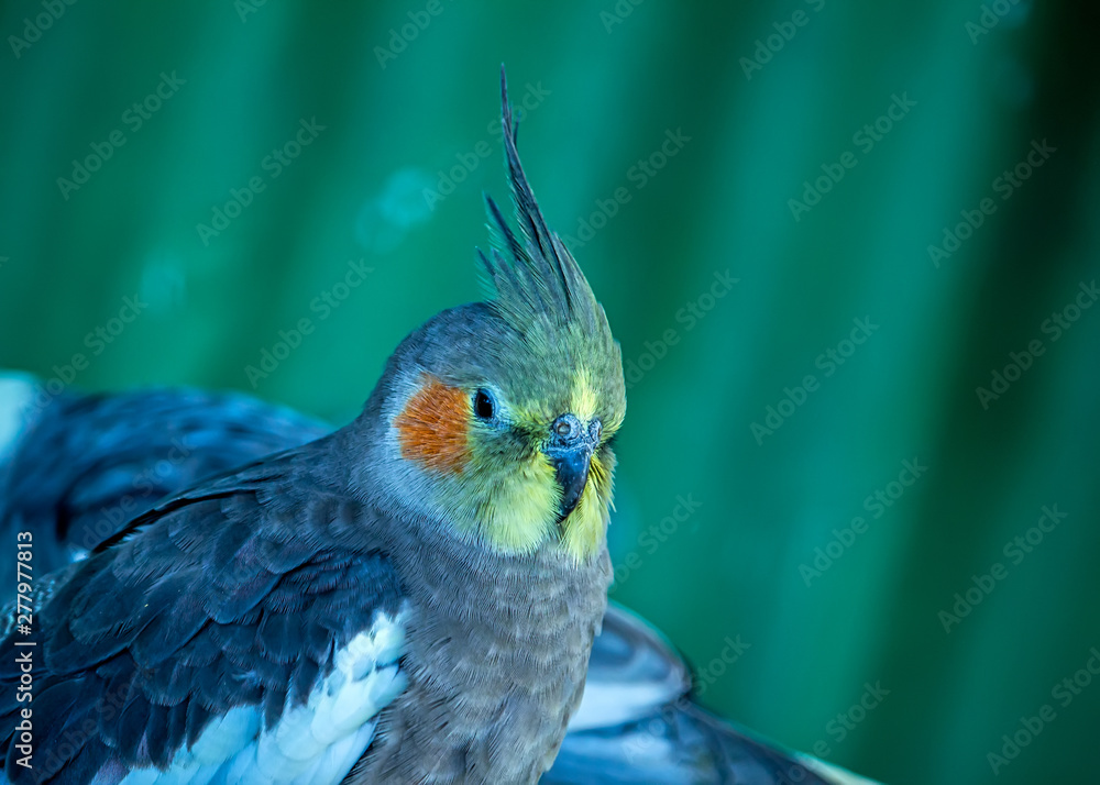 bird calopsita - photo of calopsita in detail in Brazil Stock Photo ...