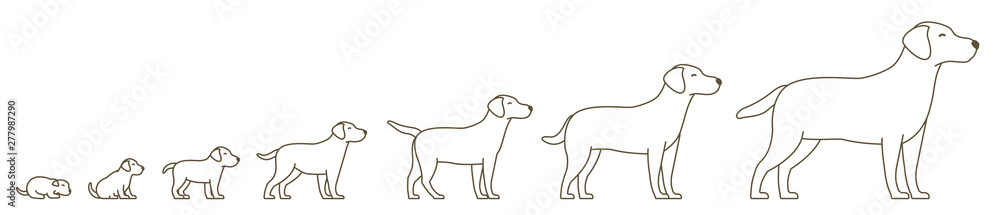 Stages of dog growth set. From puppy to adult dog. Animal pets ...