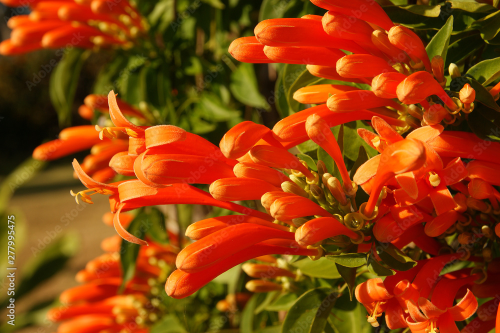 Pyrostegia venusta (Flame Vine, Flaming Trumpet). Fiery red pyrostegia ...