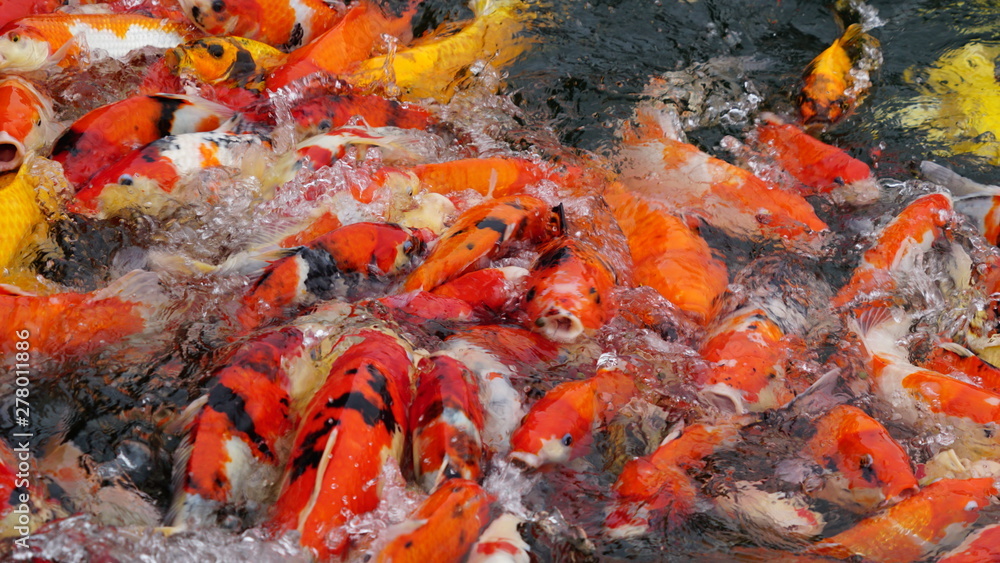 KOI fish ponds in Dung Tan Town Song Cong Thai Nguyen Vietnam Stock ...