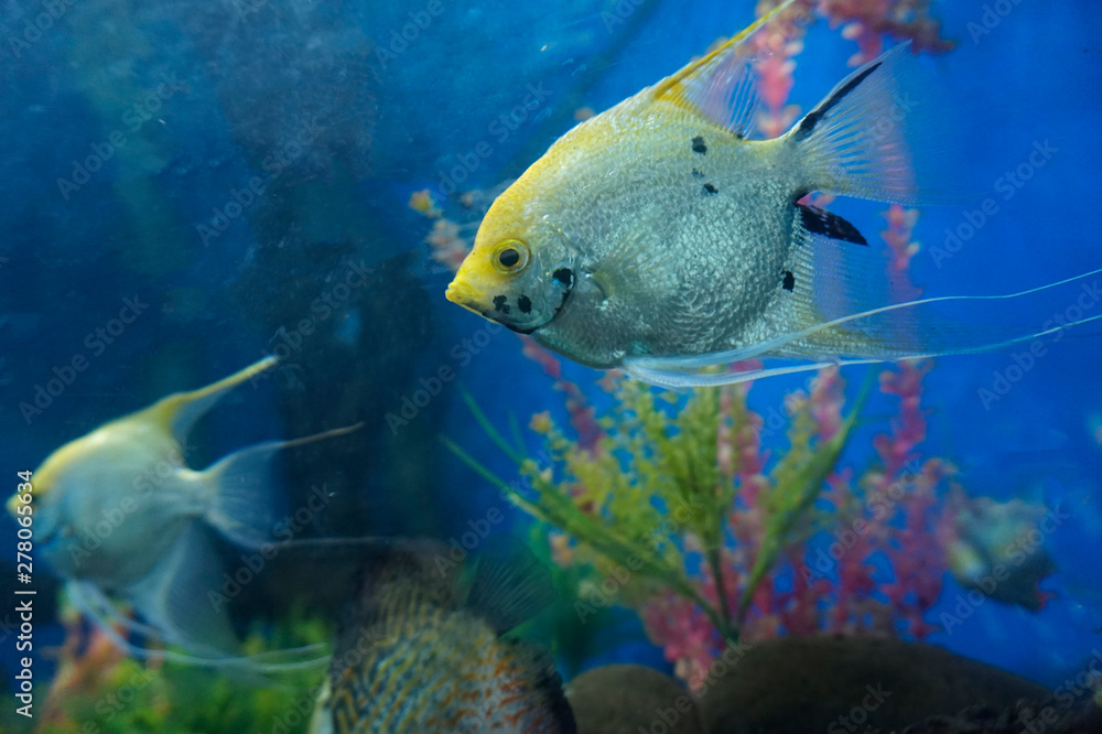 [BAB] å_Freshwater fish species,Freshwater fish tank,Freshwater fish ...