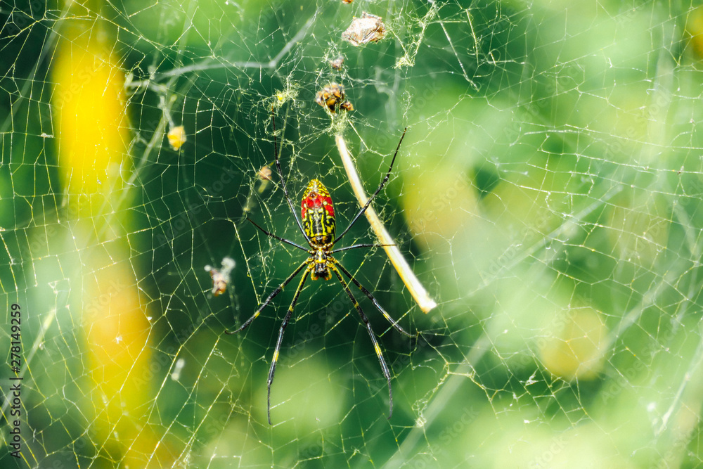 Стокове фото A deadly yellow and red colored spider waiting for it's ...