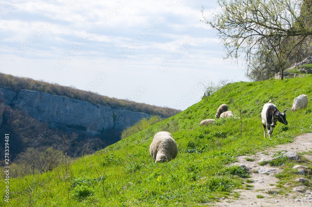 sheep and cow on pasture Stock Photo | Adobe Stock