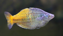 Orange Rainbow Fish Free Stock Photo - Public Domain Pictures