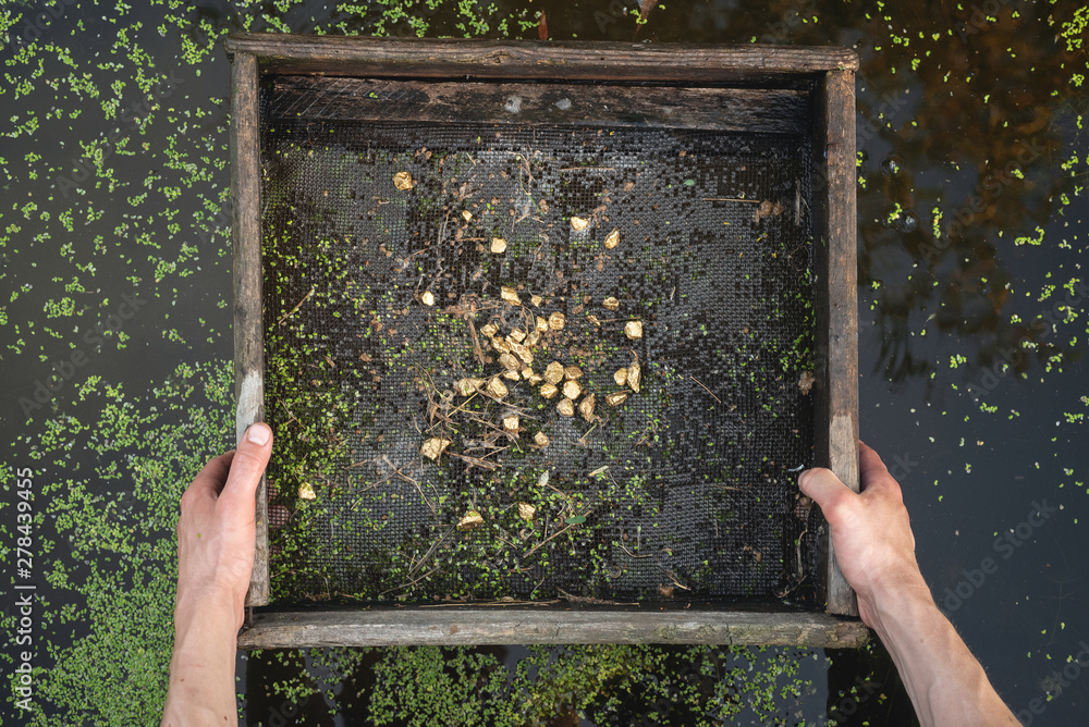 Sifting soil in water through the grate in search of the gold concept ...