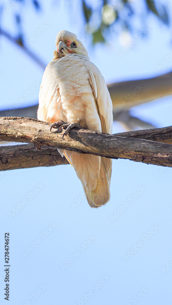 Corella- Australian Parrot Stock Photo | Adobe Stock