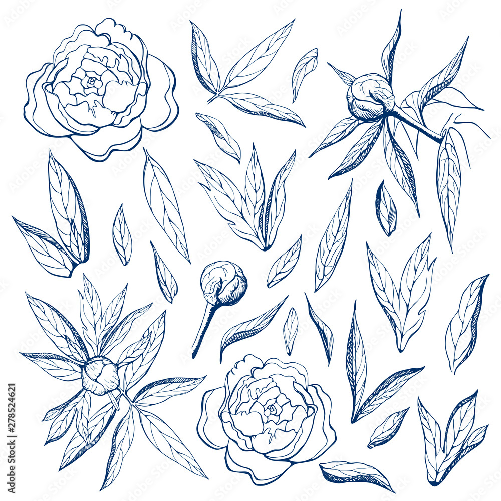 ink free hand drawn peonies collection. Pencil sketch of flower and ...