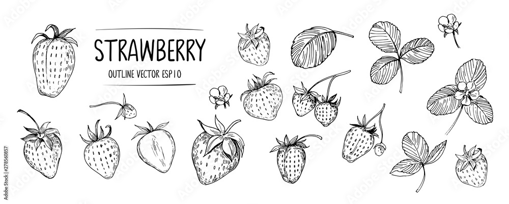 Set of strawberry. Hand drawn outline with transparent background ...