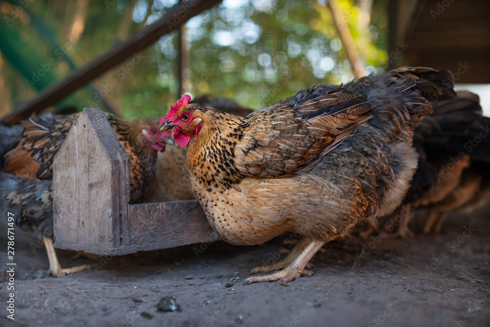 Kuchinskaya-anniversary chicken with full goiter eats from the trough ...