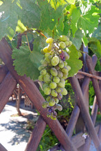 Decaying Grape Vine Leaf Free Stock Photo - Public Domain Pictures