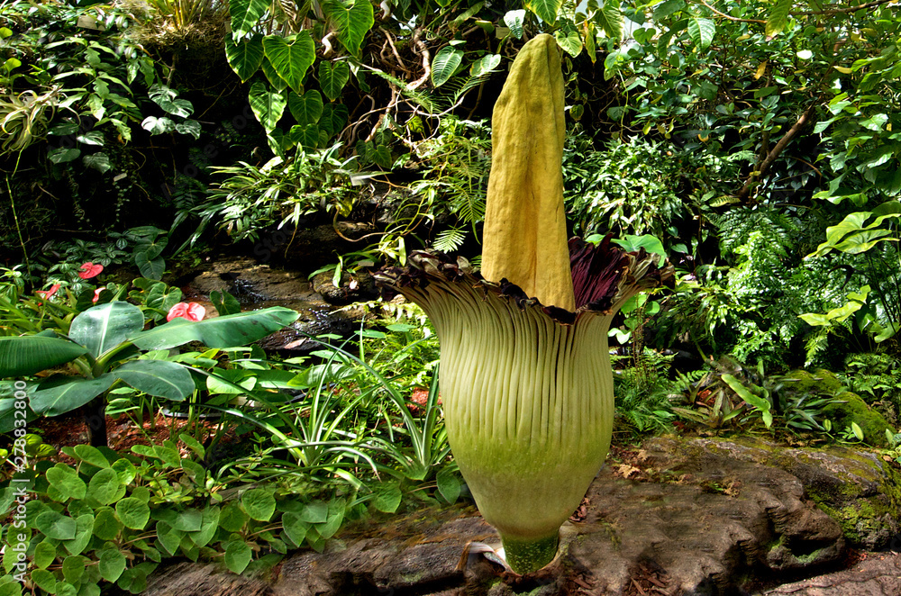 Giant Corpse flower, four feet tall and growing! It smells like rotting ...