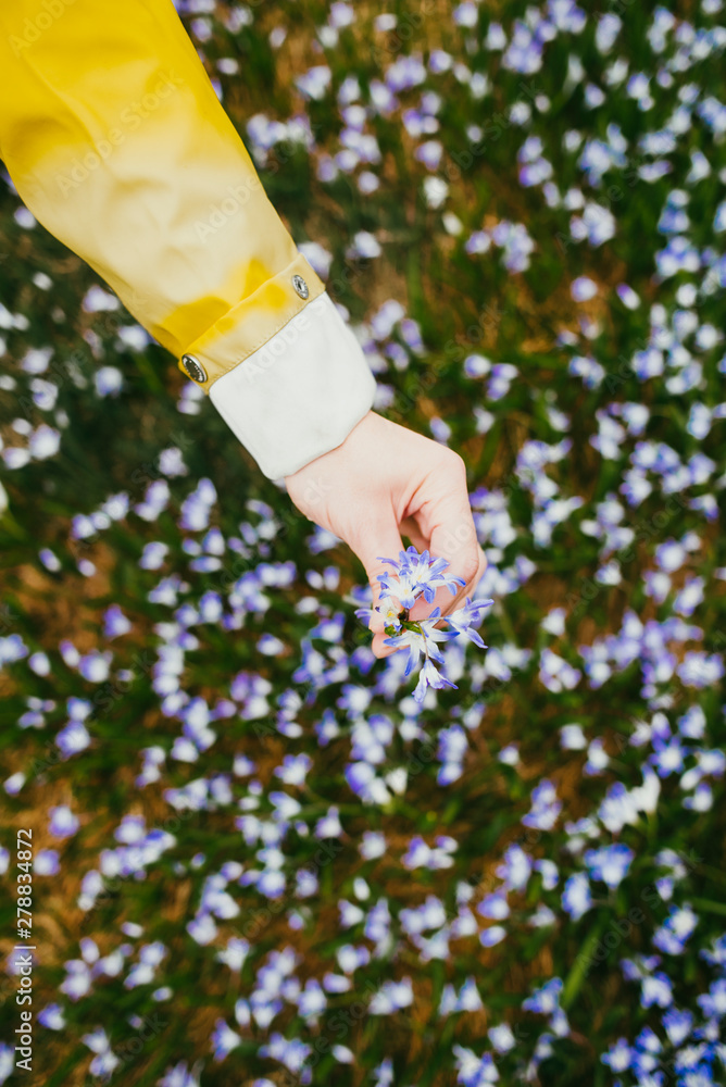 Close-up of woman picking flowers from a meadow Stock Photo | Adobe Stock