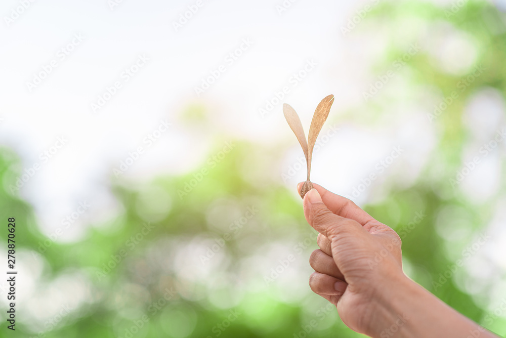 Hand holding winged fruit, Dipterocarpus intricatus,Concepts ...