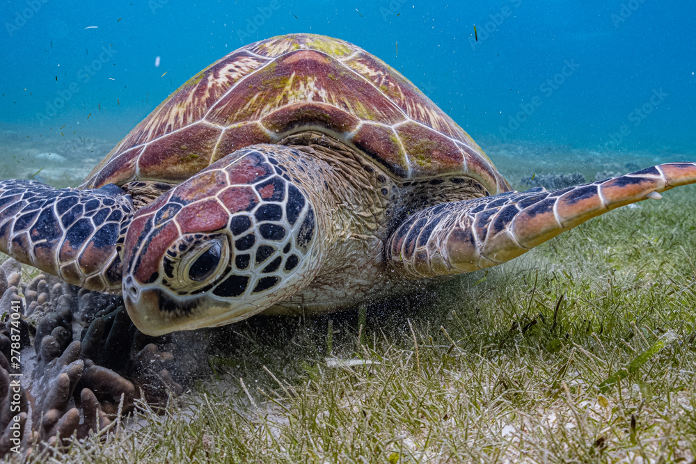 Close up view of a green sea turtle feeding on a sea grass. Green sea ...