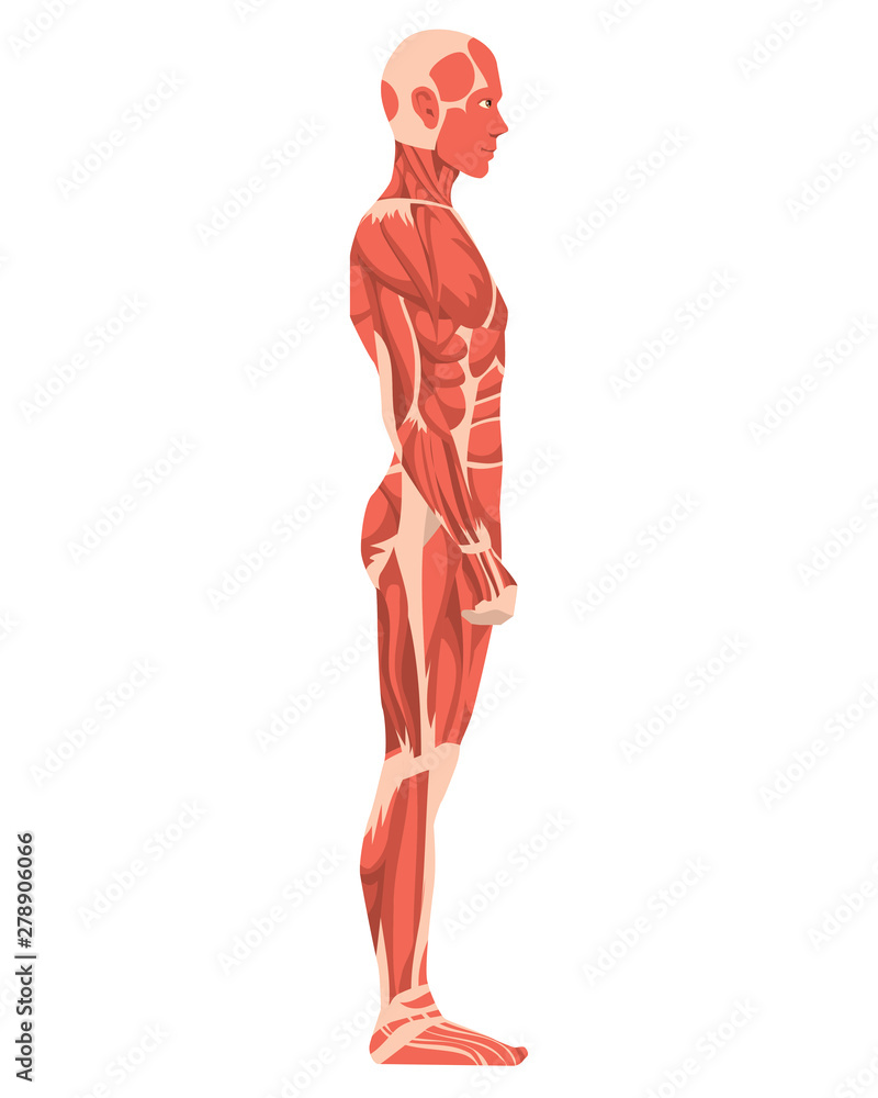 Vector illustration of man. Cartoon realistic people illustration. Flat ...