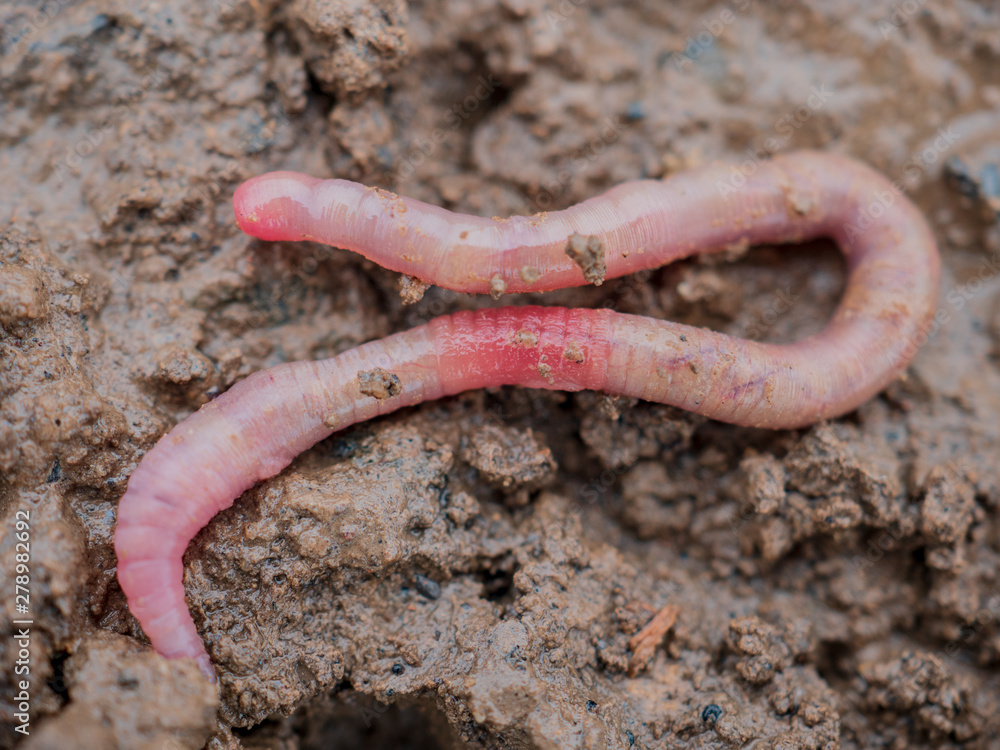 Earthworms in black soil of greenhouse. Macro Brandling, panfish, trout ...
