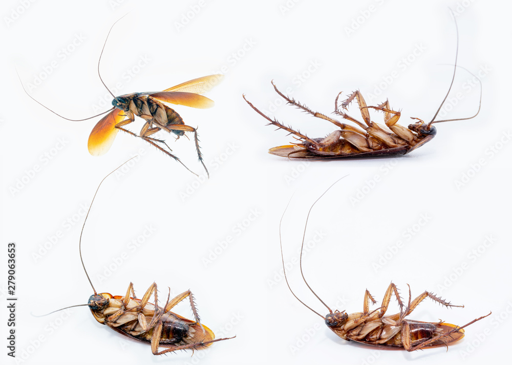 Periplaneta is a genus of cockroaches. Several red cockroaches ...