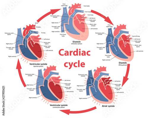Diagram of the phases of cardiac cycle with main parts labeled ...