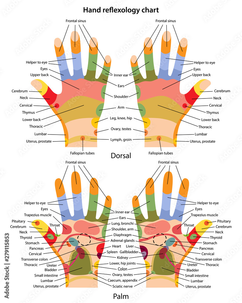 Hand reflexology chart with description of the corresponding internal ...