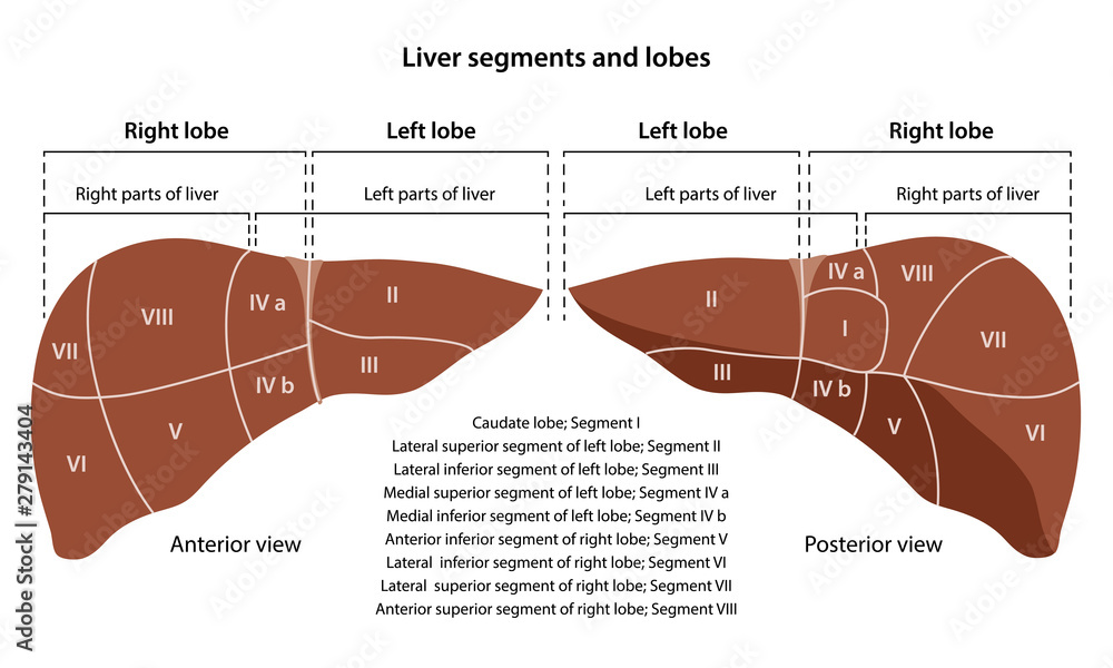 Anatomy of the human liver with description of the segments and lobes ...