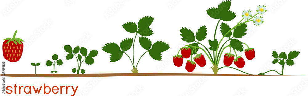 Life cycle of strawberry isolated on white background. Plant growth ...