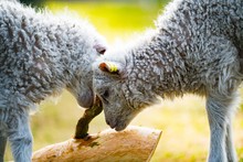 Grey Lamb Free Stock Photo - Public Domain Pictures