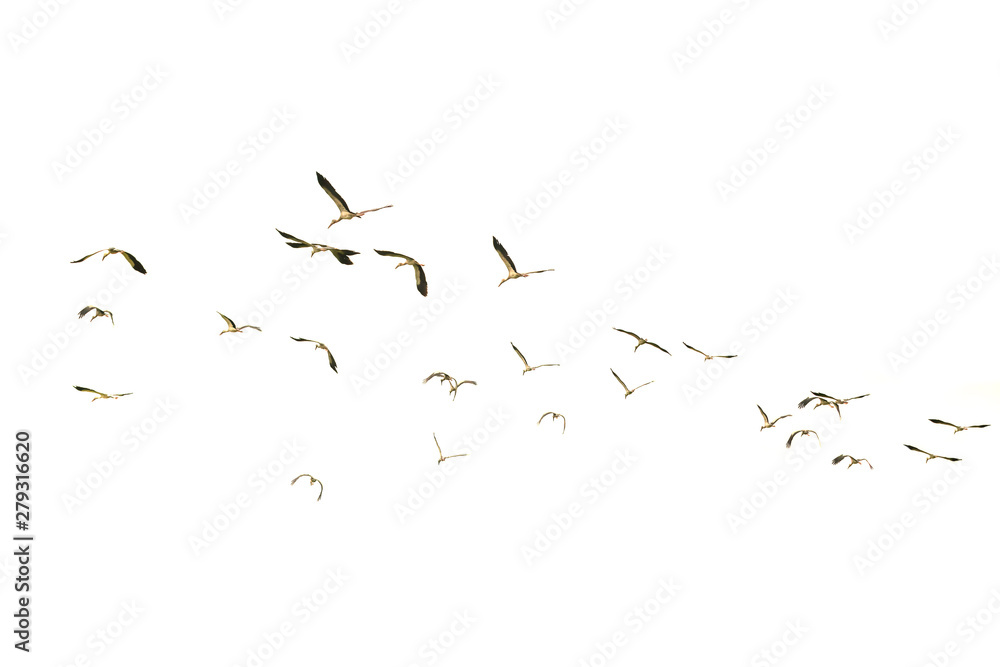 Flying birds.Motion of flying birds isolated on white background. Stock ...
