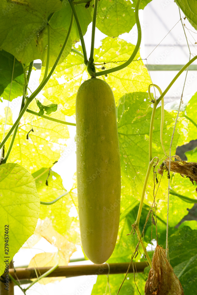 Fresh of green Winter melon on the tree.The Winter Melon, also called ...