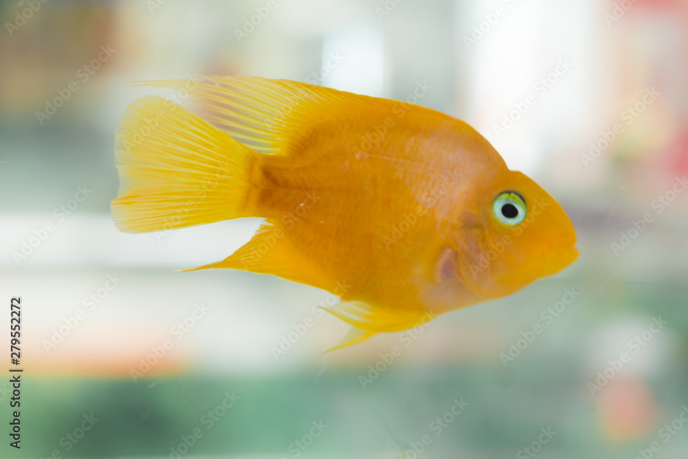 Parrot Fish. The aquarium blood parrot cichlid (or more commonly and ...