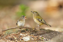 Mother And Baby Bird Free Stock Photo - Public Domain Pictures
