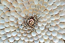Fractal Seashell Free Stock Photo - Public Domain Pictures