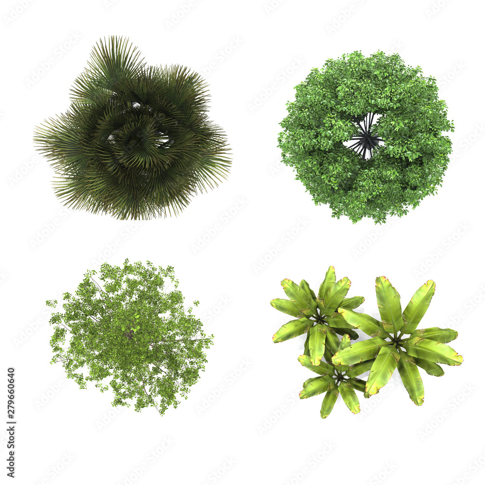 tree on white background top view Stock Photo | Adobe Stock