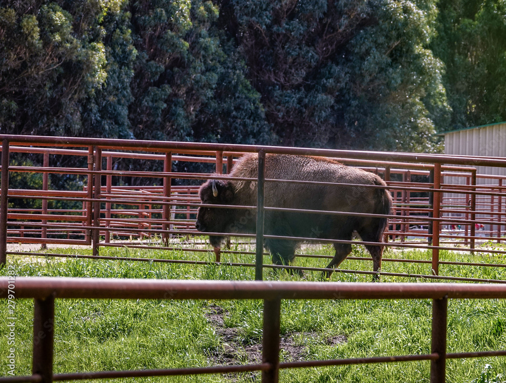 American Bison (buffalo) are sometimes raised on farms and ranches as a ...