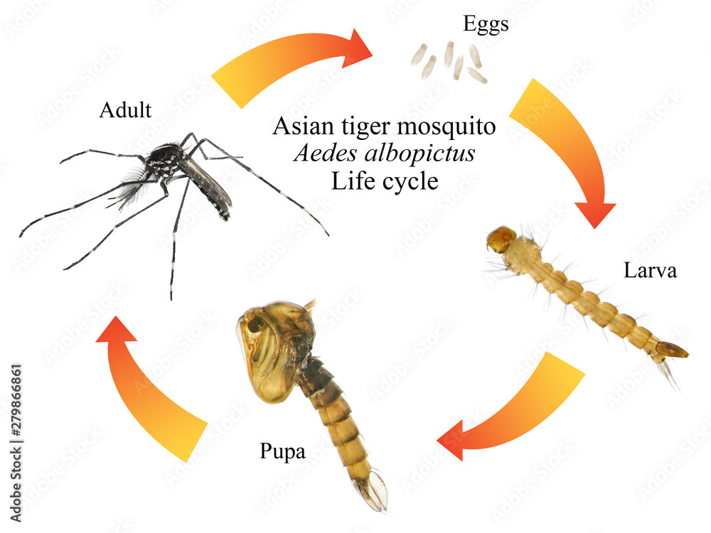 Foto de Stock Asian tiger mosquito or forest mosquito, Aedes albopictus ...