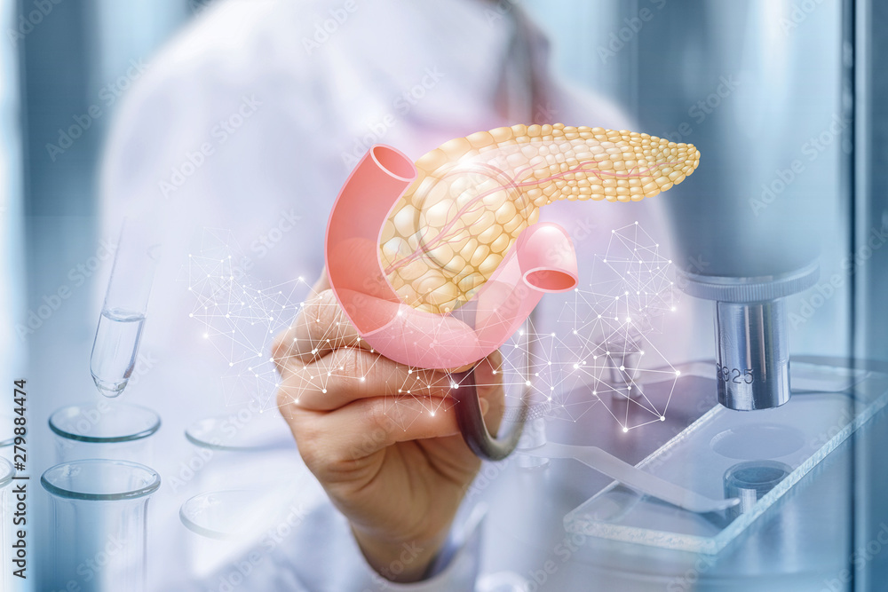 Doctor diagnose pancreas . Stock Photo | Adobe Stock
