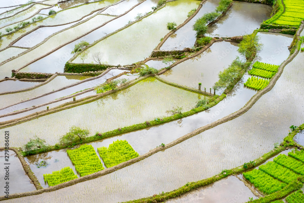 Elevated view of flooded rice terraces during early spring planting ...