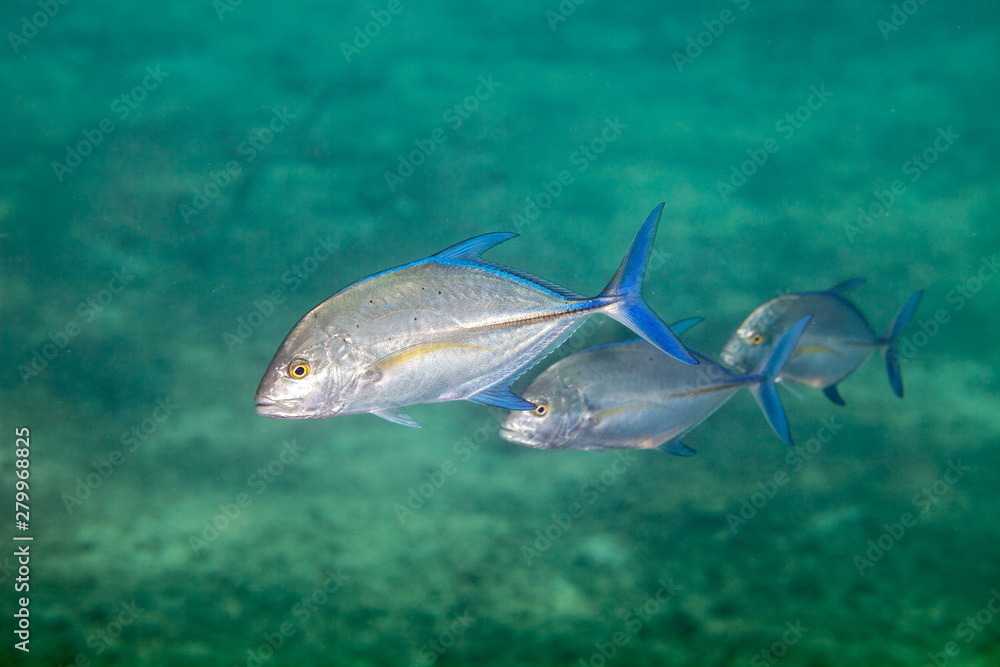 Bluefin trevally, Caranx melampygus, also known as the bluefin jack ...