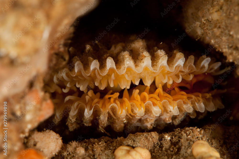 Lima lima, or the spiny fileclam, is a species of bivalve mollusc in the family Limidae Stock ...