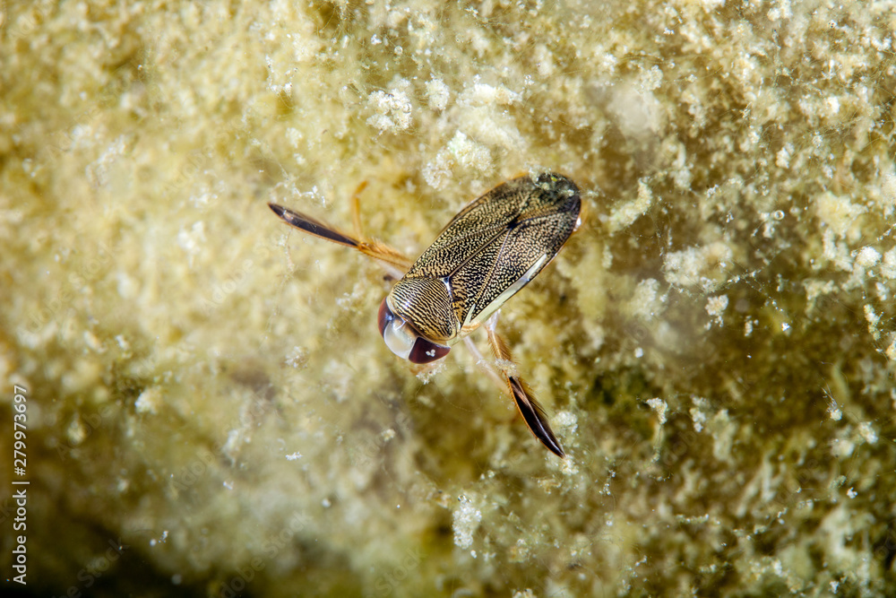 Notonectidae is a cosmopolitan family of aquatic insects in the order ...