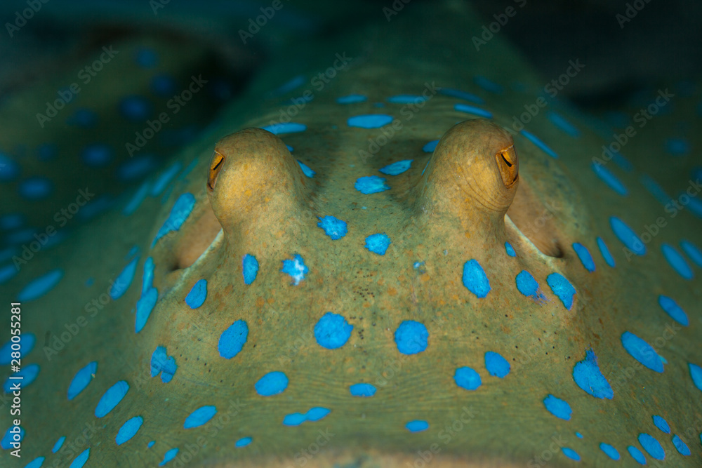 Foto de Stock bluespotted stingray, Neotrygon kuhlii, Dasyatis kuhlii ...