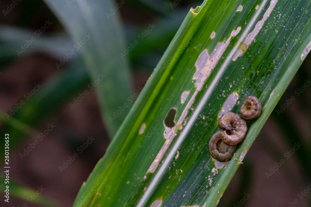 Corn leaf damaged by fall armyworm Spodoptera frugiperda.Corn leaves ...