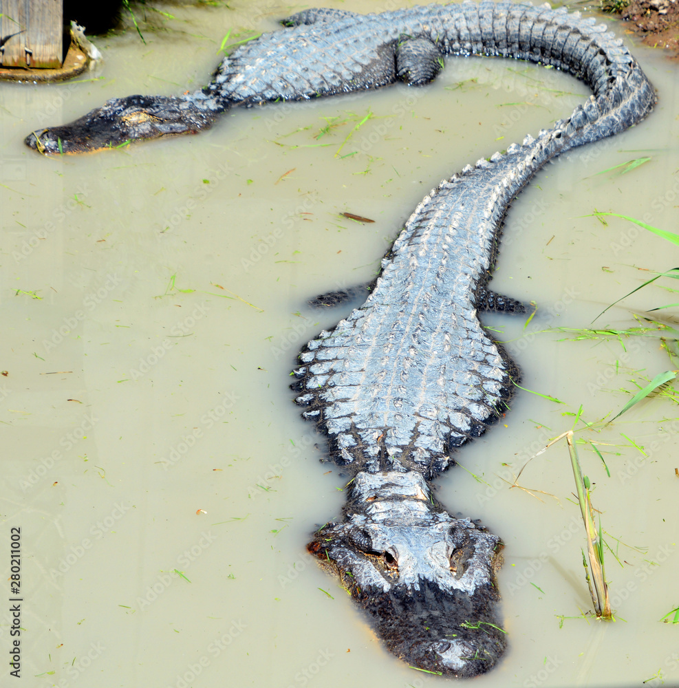 An alligator is a crocodilian in the genus Alligator of the family ...