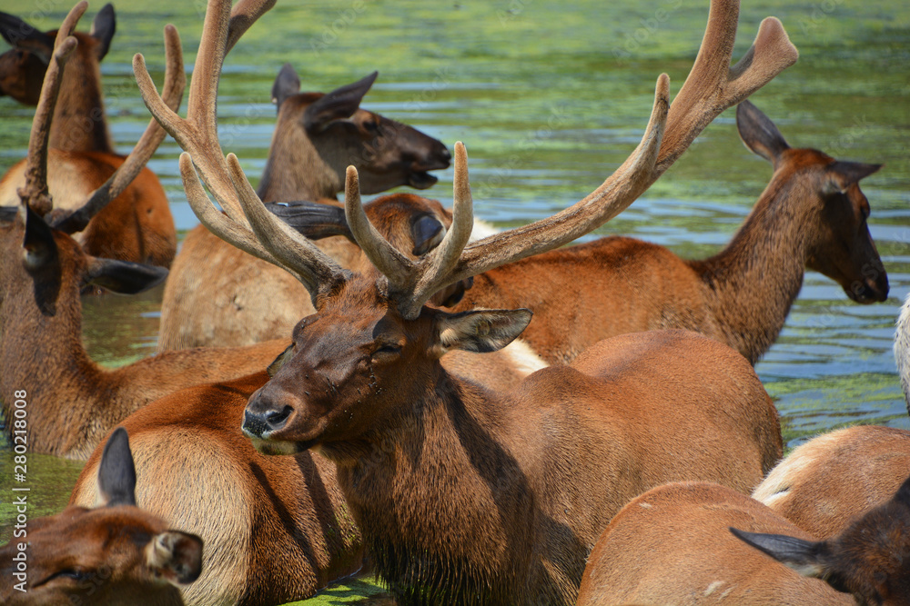 Fotografie The elk, or wapiti is one of the largest species within the ...