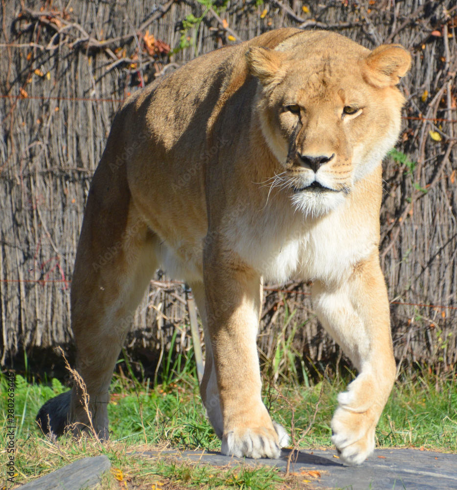Lion is one of the four big cats in the genus Panthera, and a member of ...