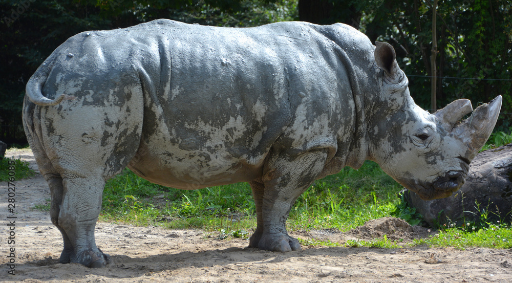 The white rhinoceros or square-lipped rhinoceros is the largest extant ...