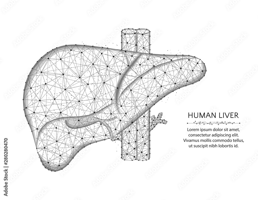 Liver with artery and veins low poly design, human organs abstract ...